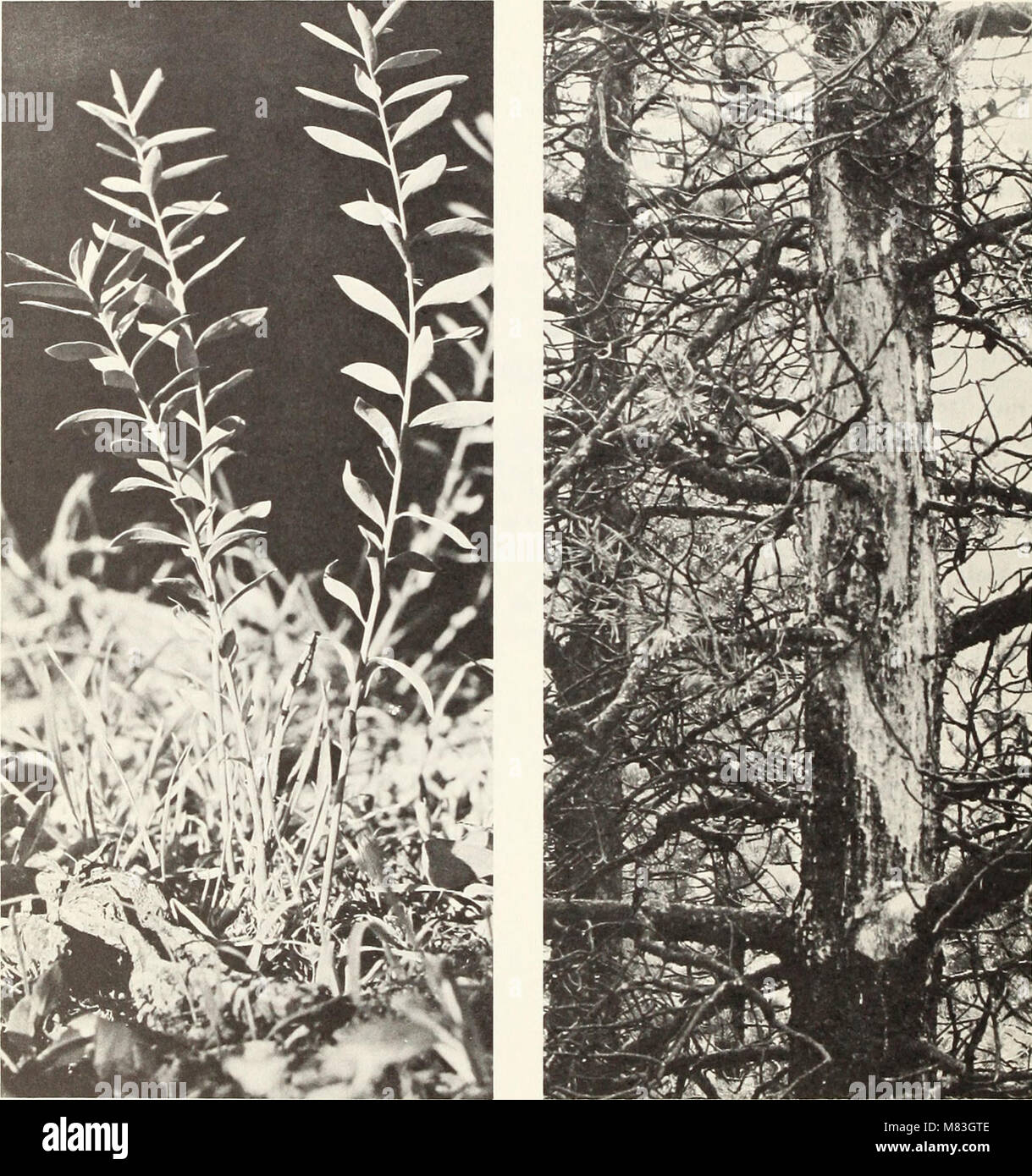 This 1968 study examines Cronartium comandrae, a fungal pathogen ...