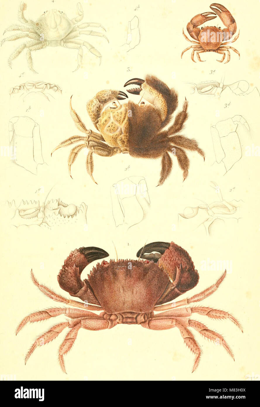 'Crustaceans' (1837) provides a detailed account of crustacean species ...