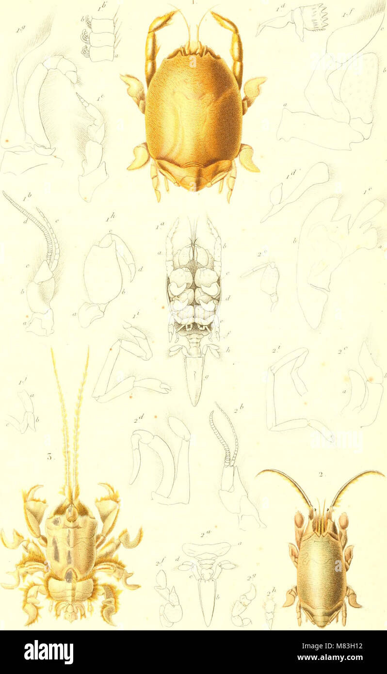 'CrustacÃ©s' (1837) is a scientific work on crustaceans, providing ...
