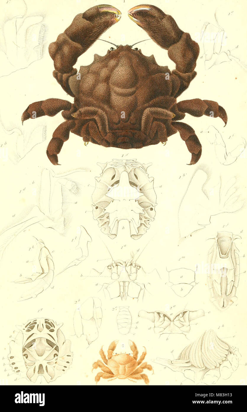 'Crustac,s' (1837) is a pioneering work that catalogs crustacean ...