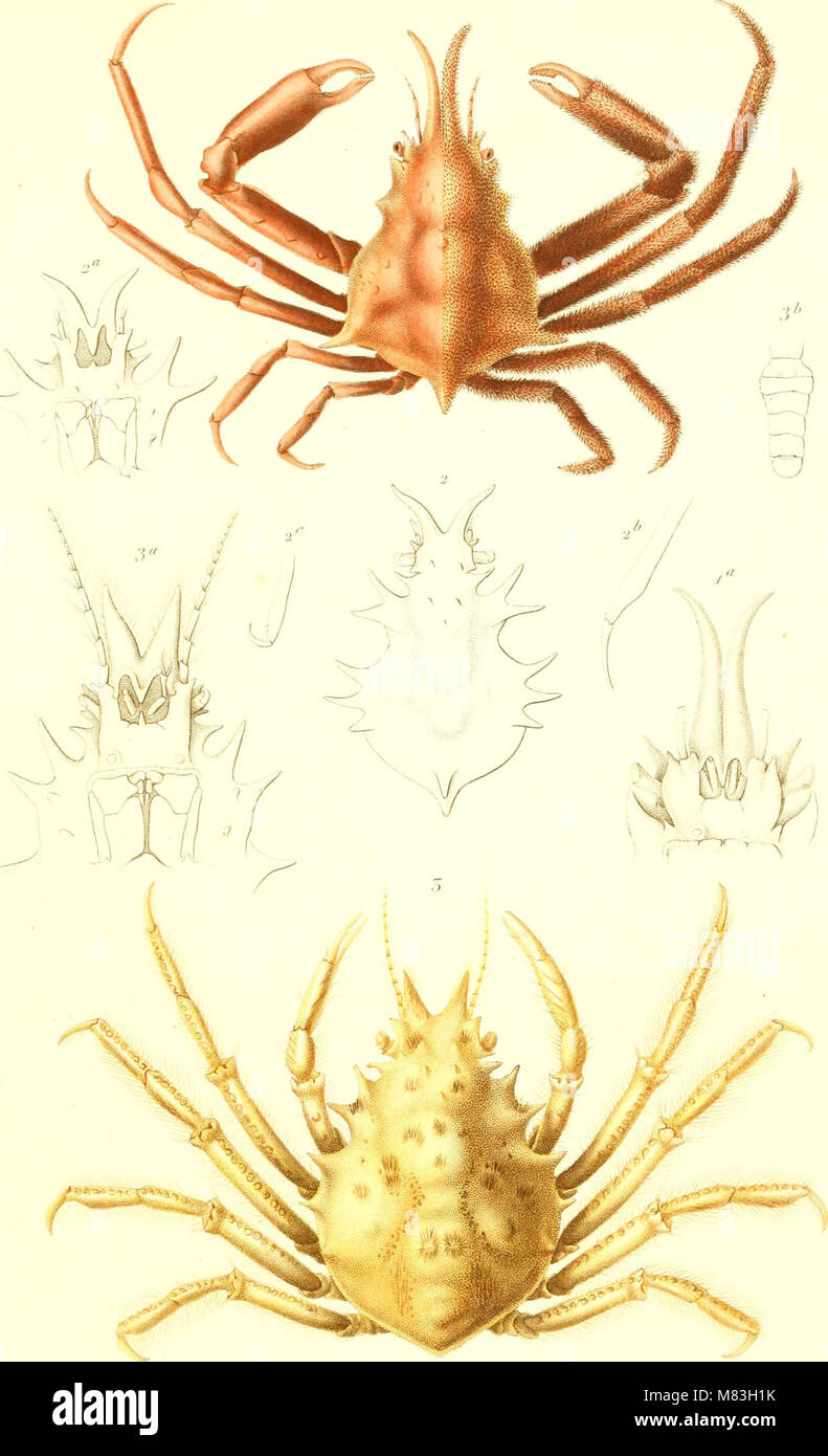 A 1837 work on crustaceans, focusing on the classification, anatomy ...