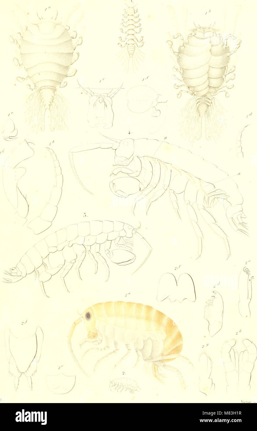 *Crustac,s* (1837) is a scientific work that studies crustaceans ...