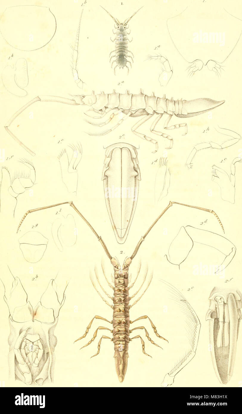 The 1837 work 'CrustacÃ©s' provides detailed classifications and ...