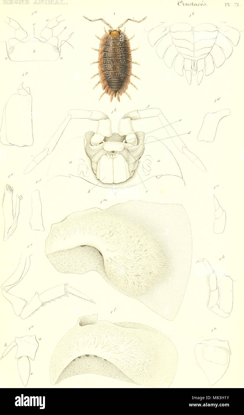 The 1837 text on Crustacea discusses the biology and classification of ...