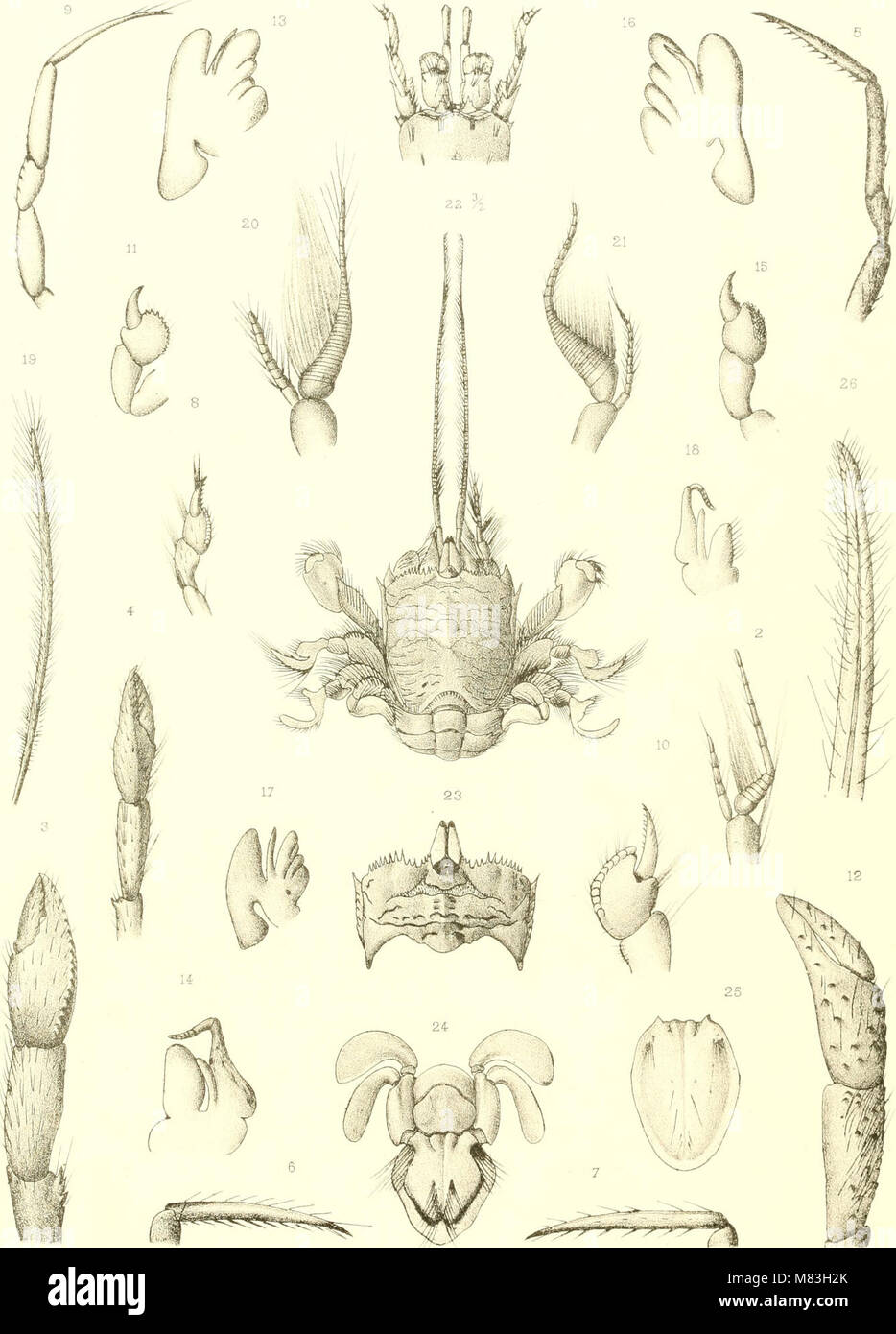 This 1900 work focuses on Decapod crustaceans, specifically Brachyura ...