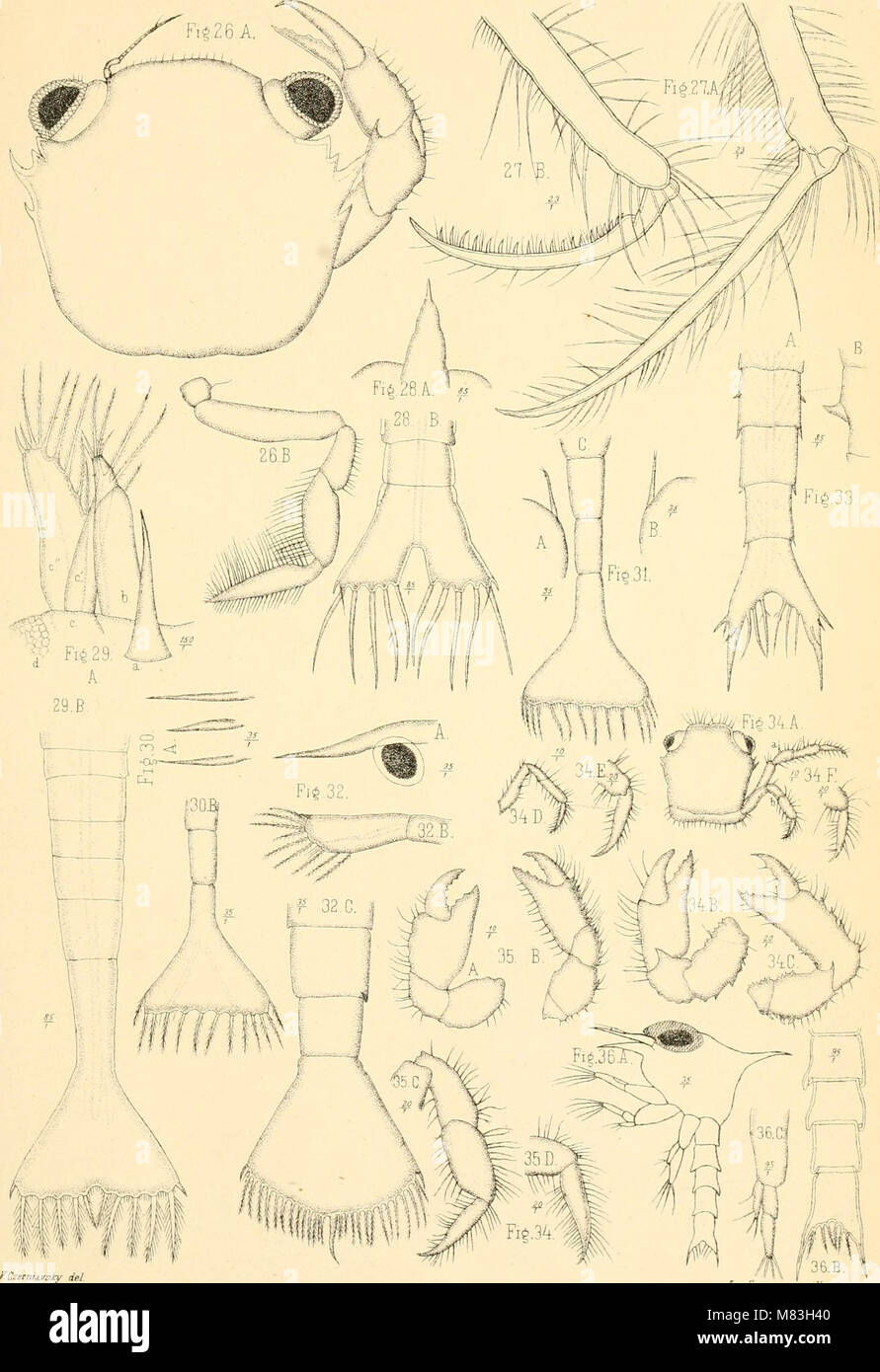 Crustacea decapoda pontica littoralia (1884) (14578439558 Stock Photo ...