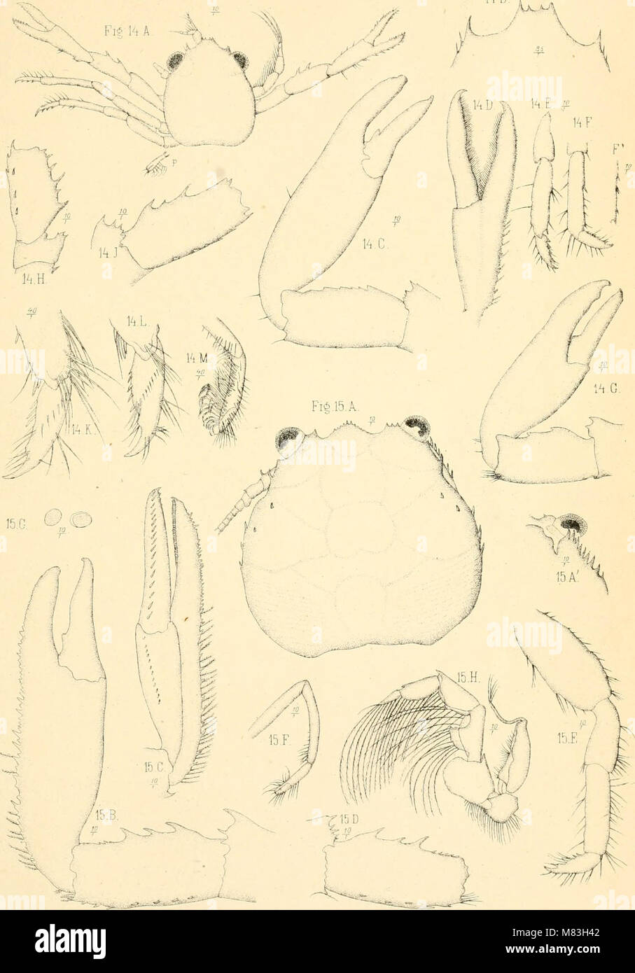 Crustacea decapoda pontica littoralia (1884) (14764746032 Stock Photo ...