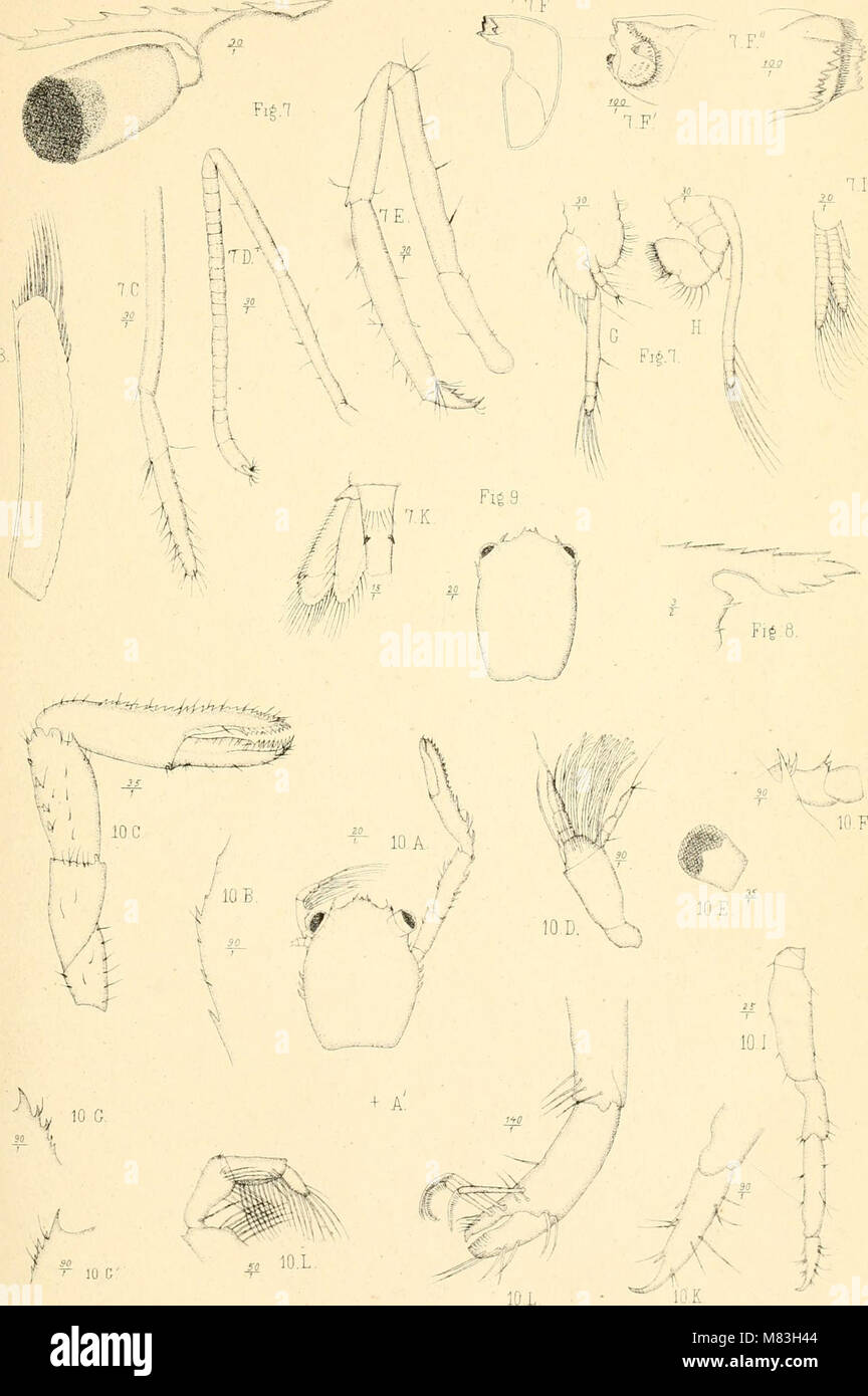 Crustacea decapoda pontica littoralia (1884) (14784938423 Stock Photo ...