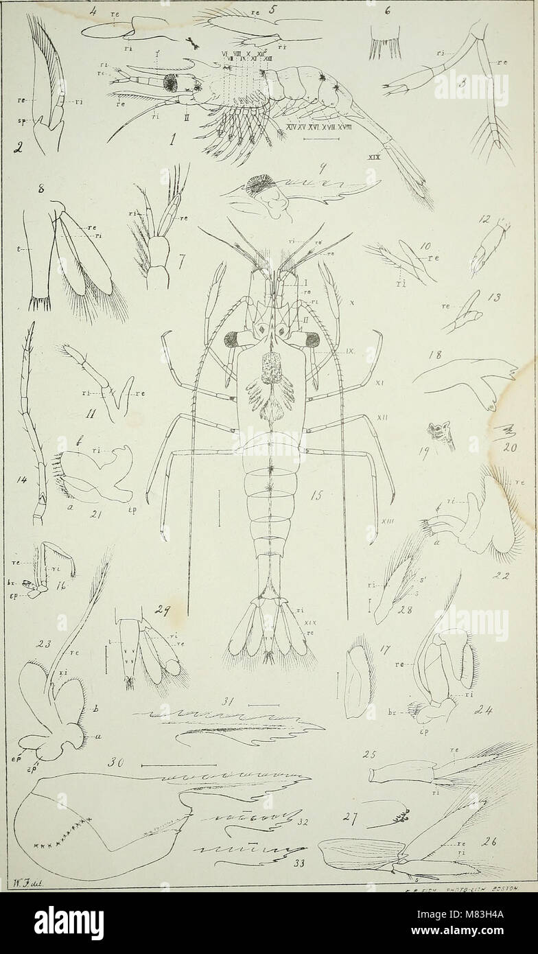 A 1876 study focused on the crustacean species inhabiting Lake Titicaca ...