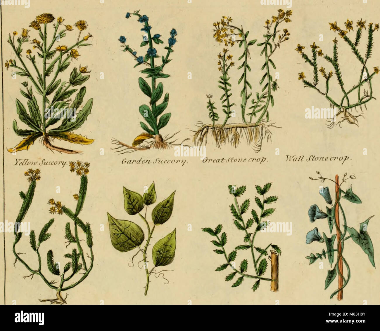 Culpepper's complete herbal hi-res stock photography and images - Alamy