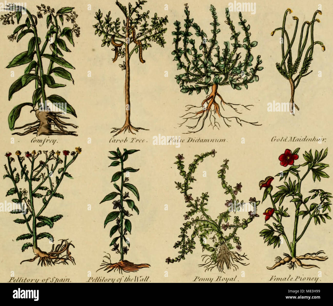 Culpepper's complete herbal hi-res stock photography and images - Alamy