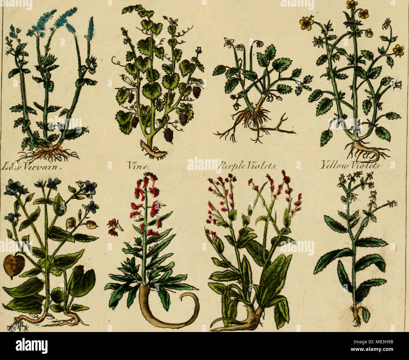 Culpepper's complete herbal hi-res stock photography and images - Alamy