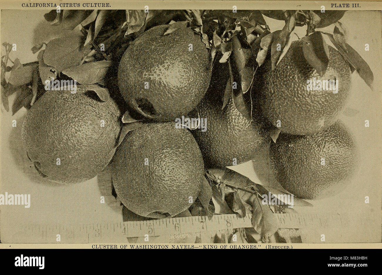 This 1900 publication discusses the cultivation of citrus fruits in ...