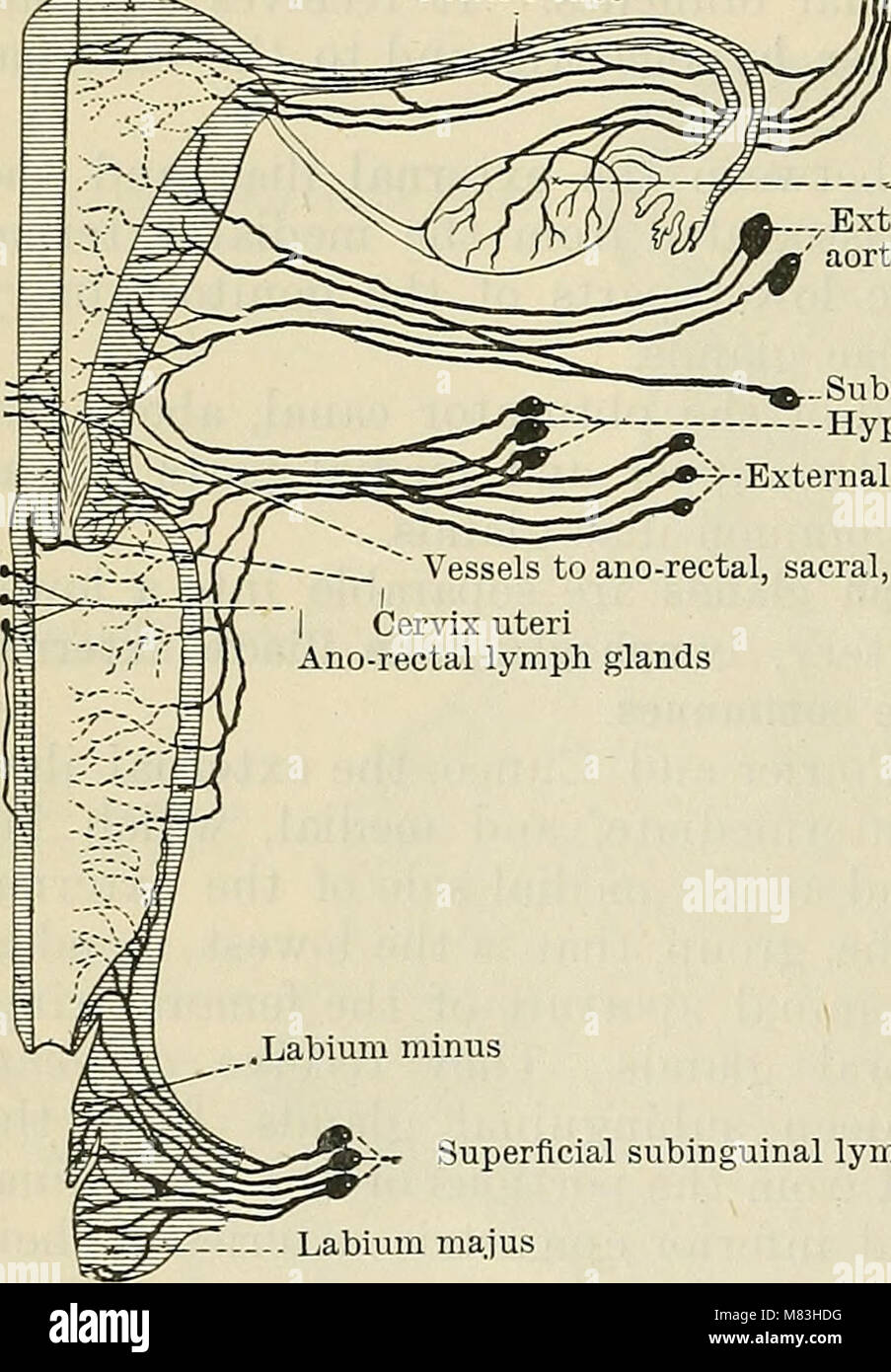 Cunningham's 1914 textbook of anatomy provides detailed descriptions ...