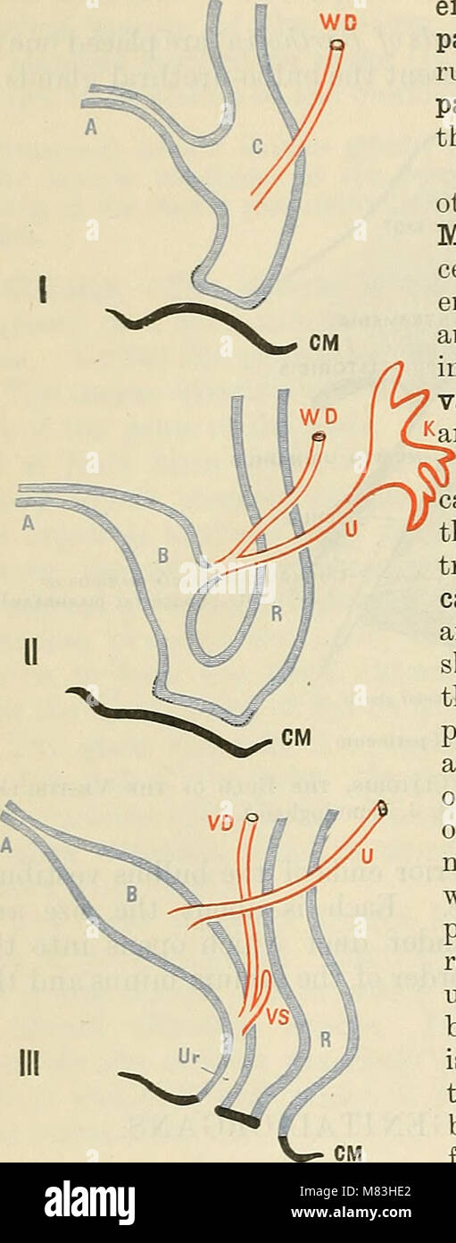Cunningham's Text-book of anatomy (1914) (20629759258 Stock Photo - Alamy