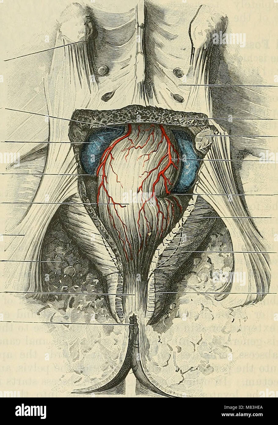 Cunningham's Text-book of anatomy (1914) (20791619346 Stock Photo - Alamy
