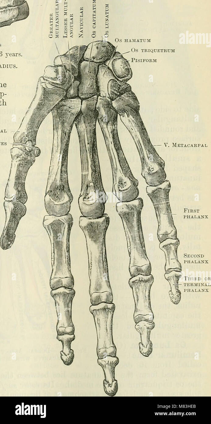 This comprehensive anatomy textbook by Cunningham, published in 1914 ...