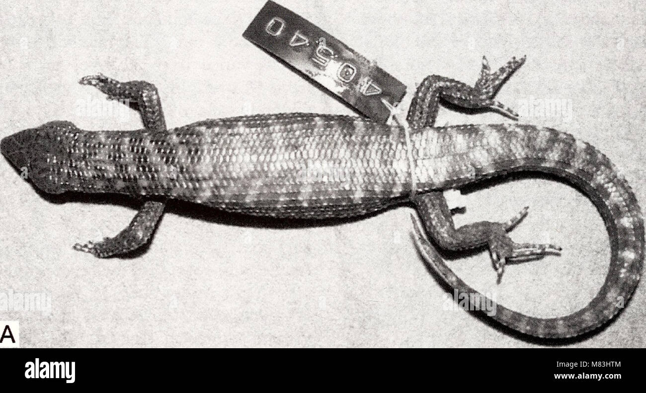 Current herpetology (2002) (20193673423 Stock Photo - Alamy