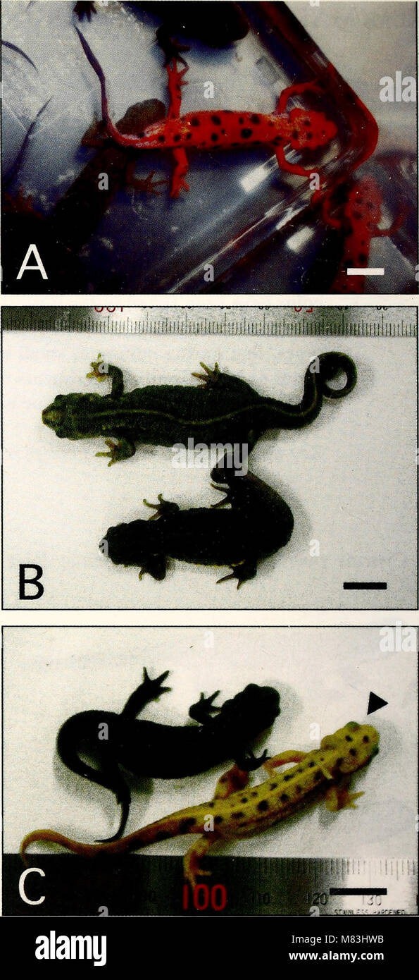 Current herpetology (2003) (20788671516 Stock Photo - Alamy