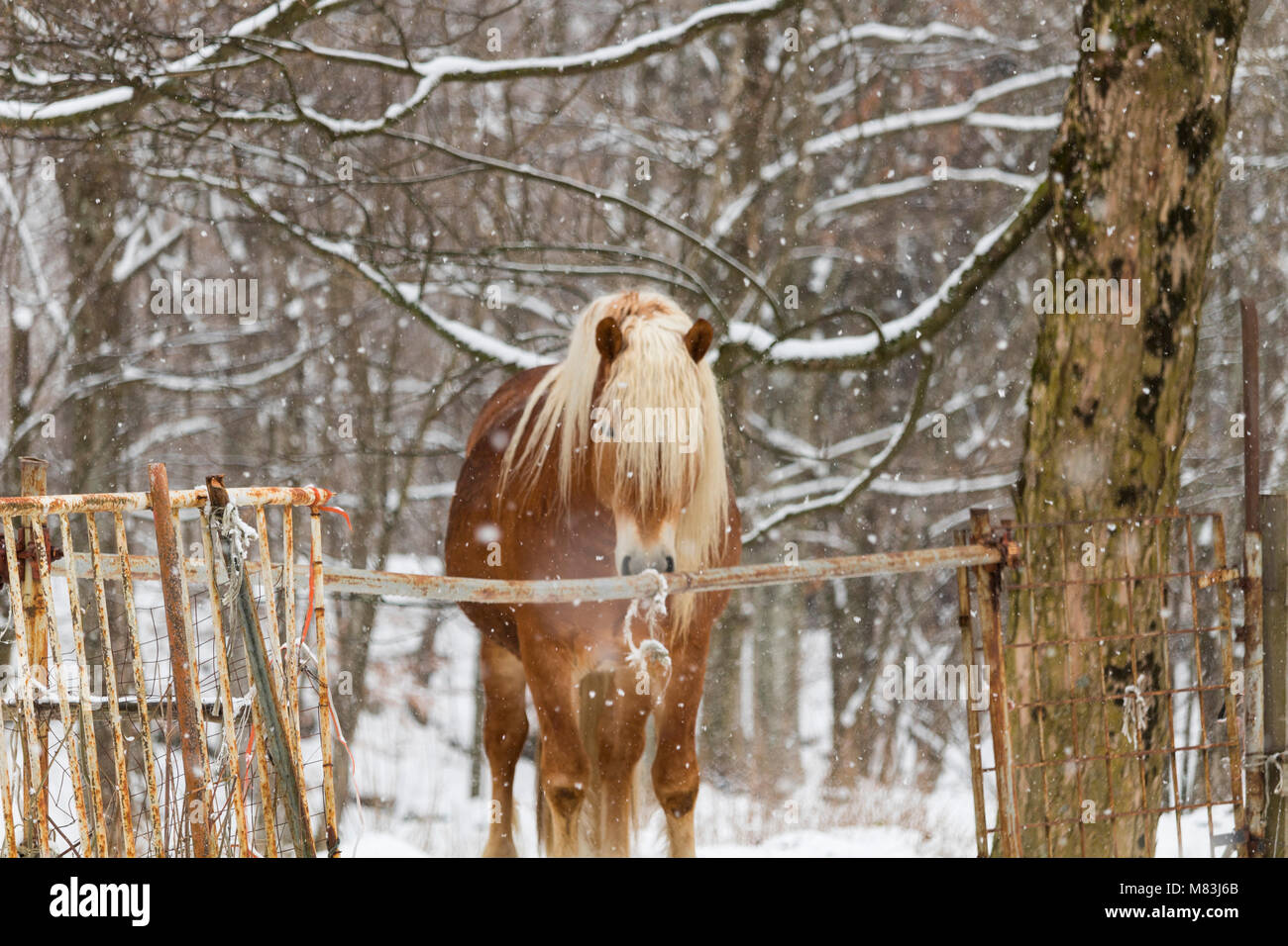 Beautiful horse capture under snow! Visit my profile to see more ...