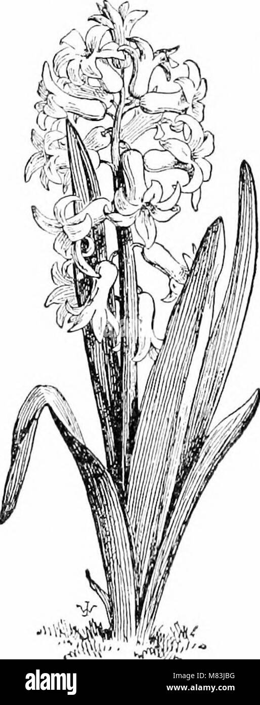 Various vegetables fruit on Black and White Stock Photos & Images - Alamy