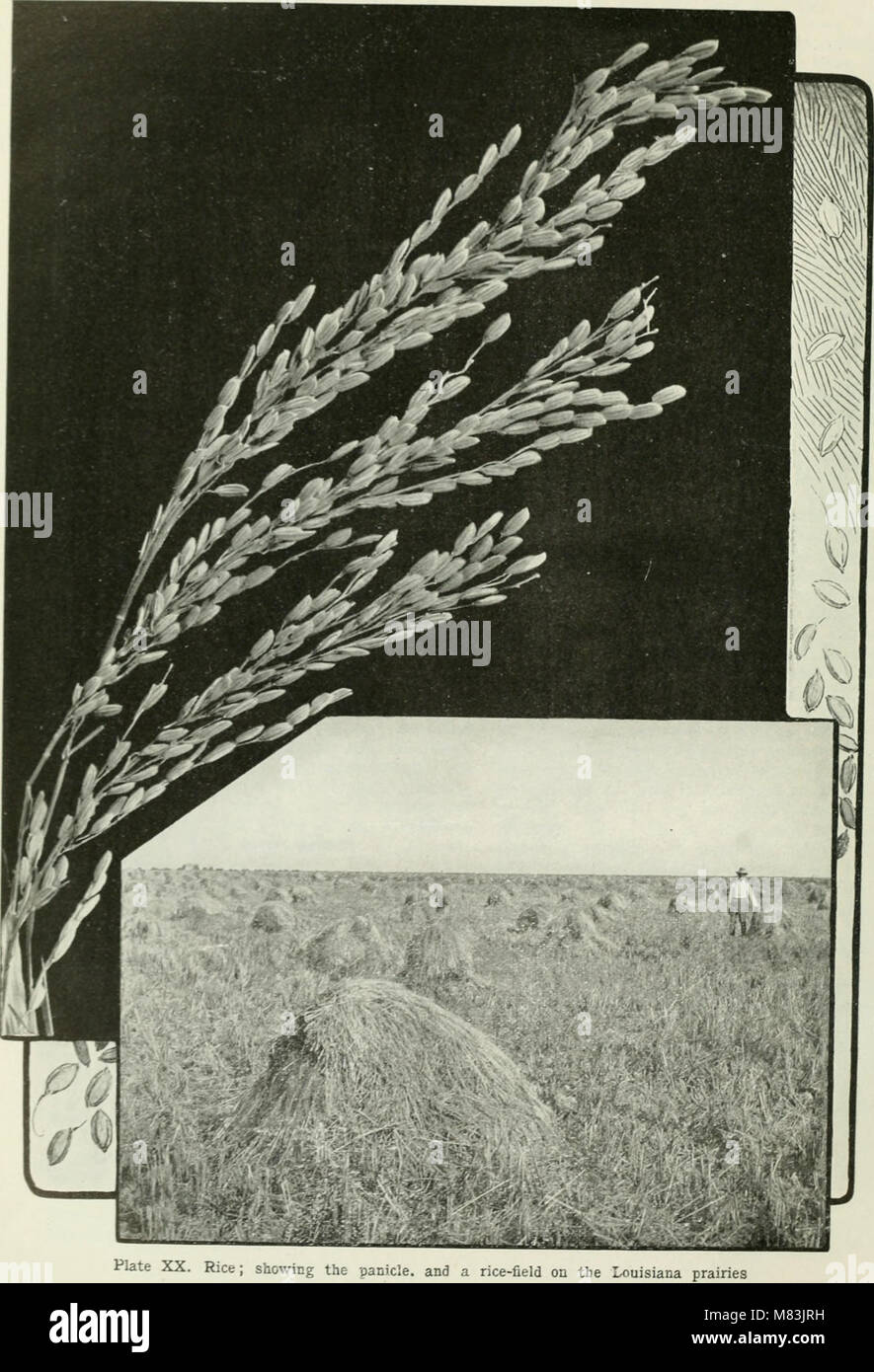 The Cyclopedia of Farm Crops, published in 1922, offers a detailed ...