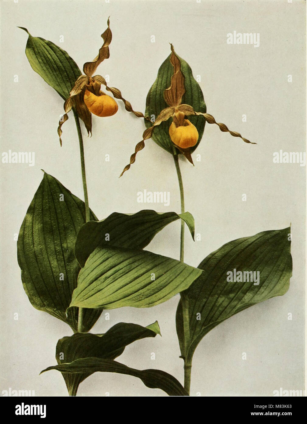 Cypripedium pubescens var pubescens hi-res stock photography and images ...