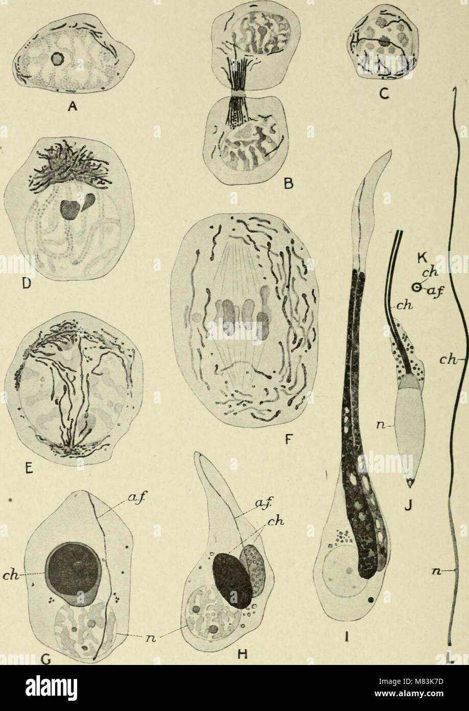 'Cytology' (1920) examines the structure and function of the metazoan ...