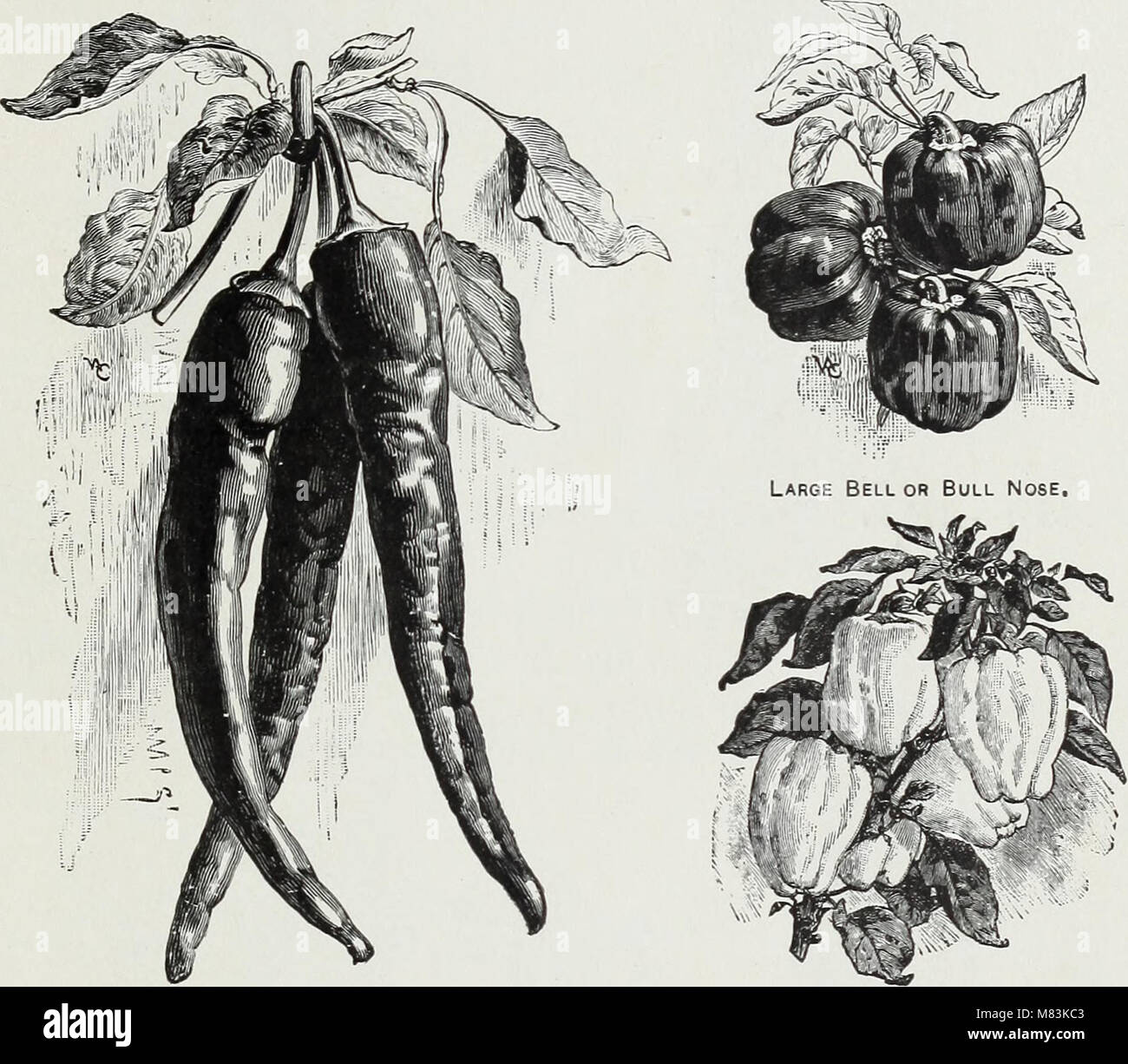 Bulk plant orders hi-res stock photography and images - Alamy