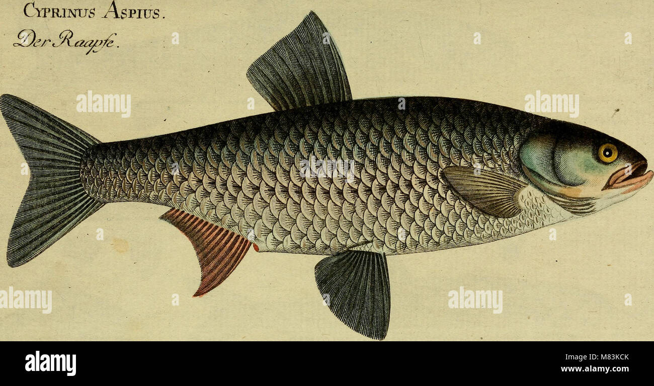 D. Marcus Elieser Bloch’s 1783 work 'Konomische Naturgeschichte der ...