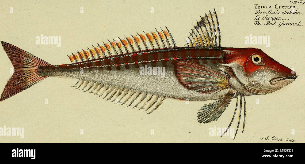 D. Marcus Elieser Bloch's 'Economic Natural History of the Fishes of ...