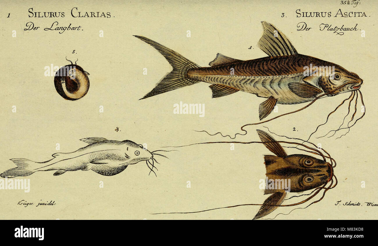 A 1783 work by D. Marcus Elieser Bloch, an economic natural history of ...