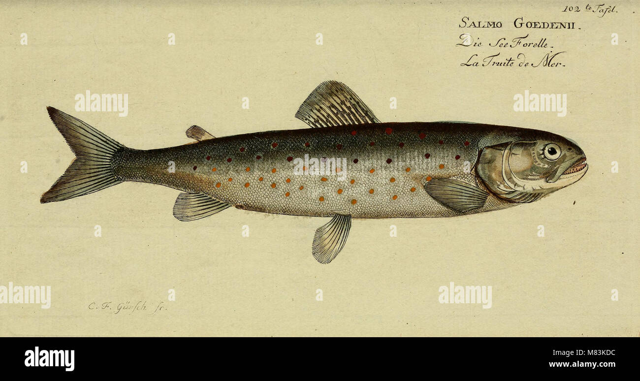 D. Marcus Elieser Bloch's 'Economische Naturgeschichte der Fische ...