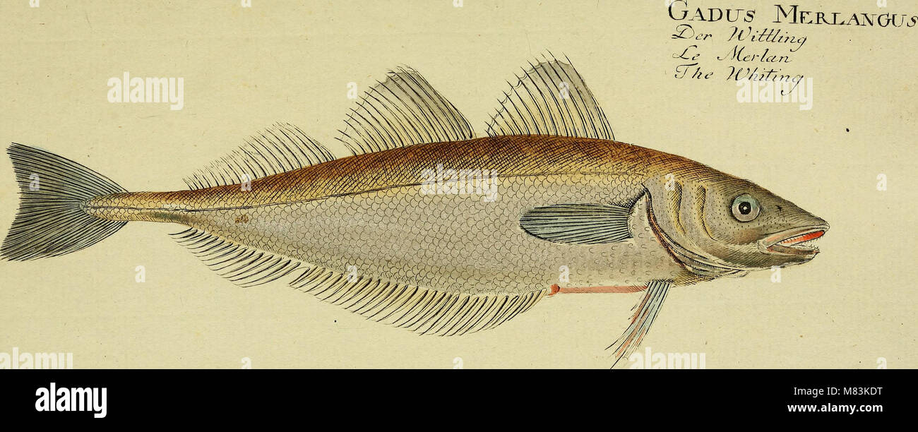 This work by D. Marcus Elieser Bloch, titled 'Economic Natural History ...