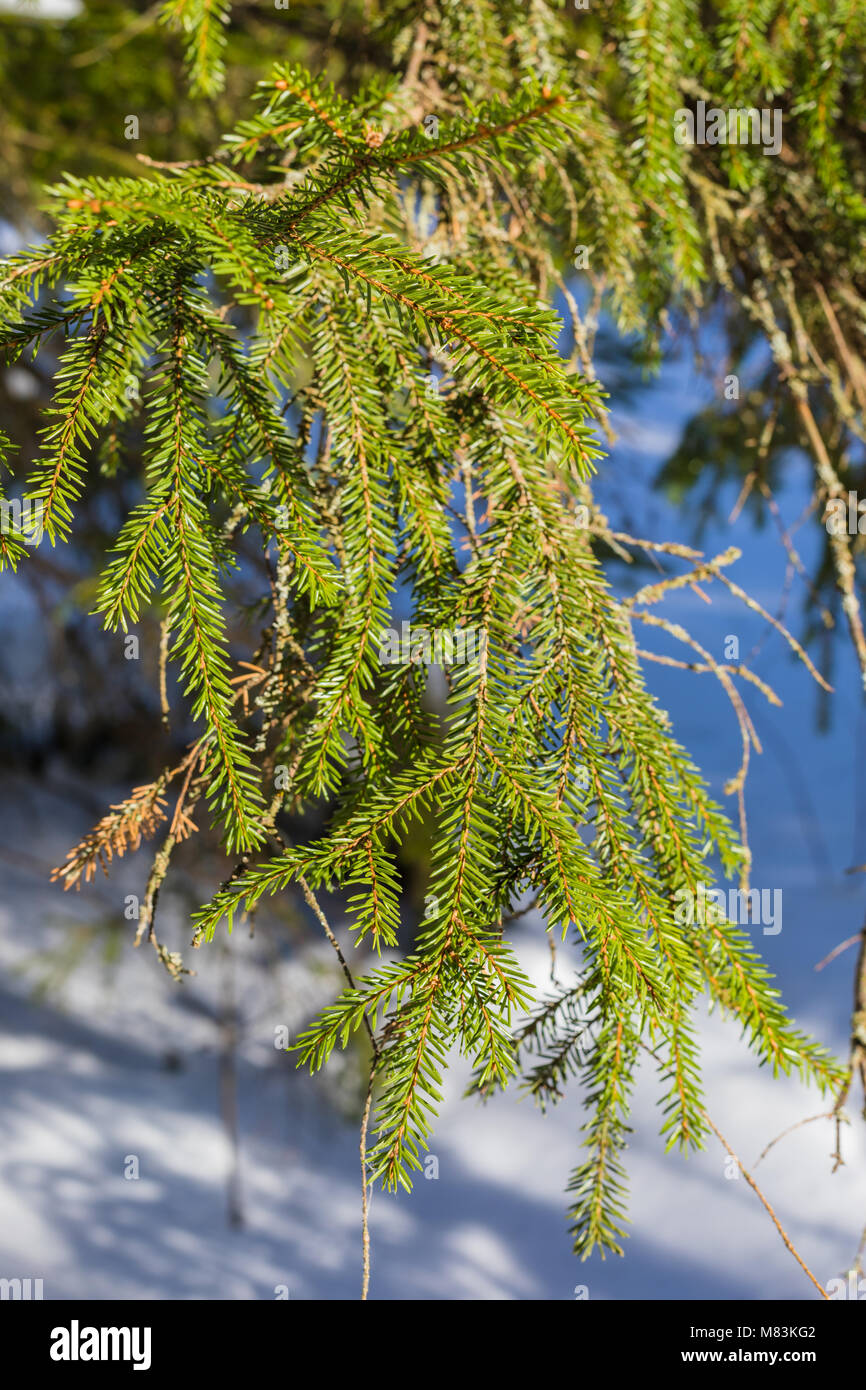 Spruce branch in spring sun, selective focus Stock Photo - Alamy