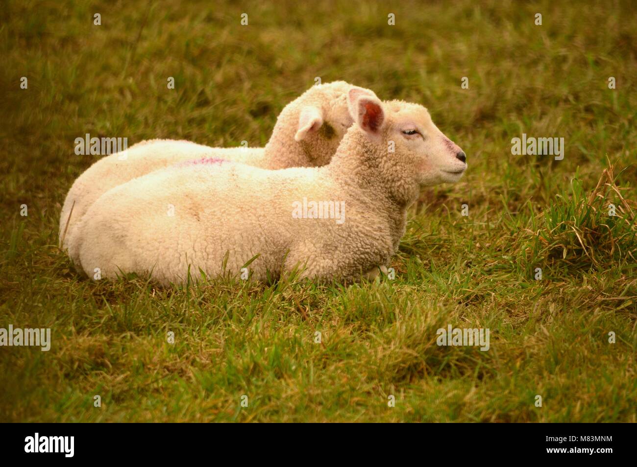 Texel cross hi-res stock photography and images - Alamy