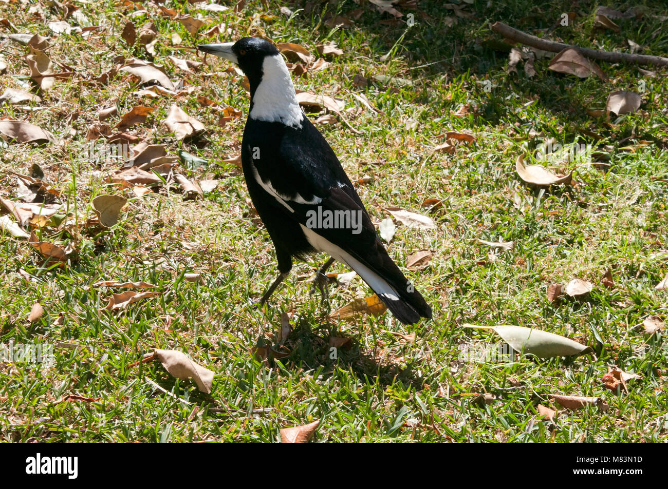 Sydney Australia, Magpie on lawn at Garden Island reserve Stock Photo ...