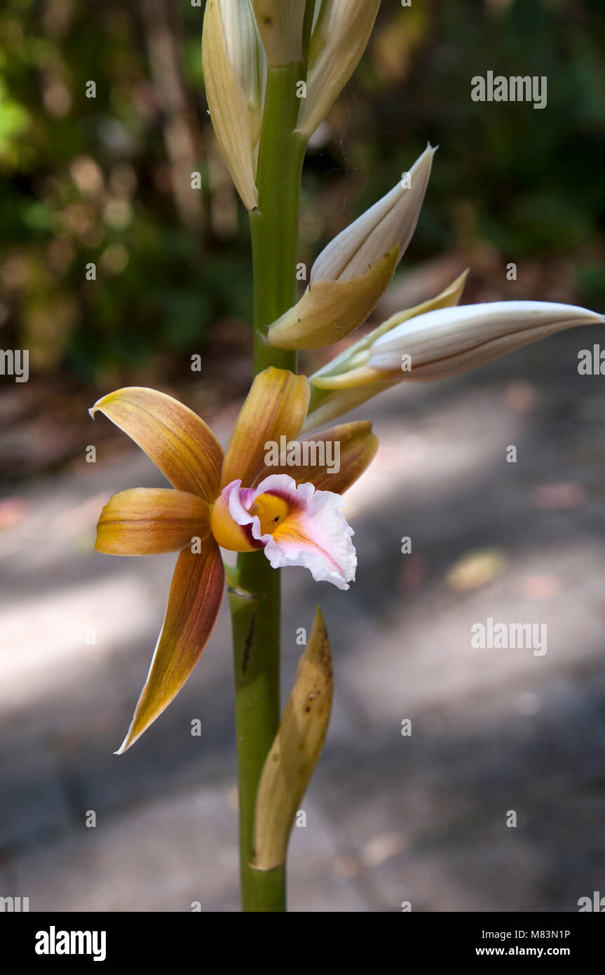 Australian orchid buds hi-res stock photography and images - Alamy