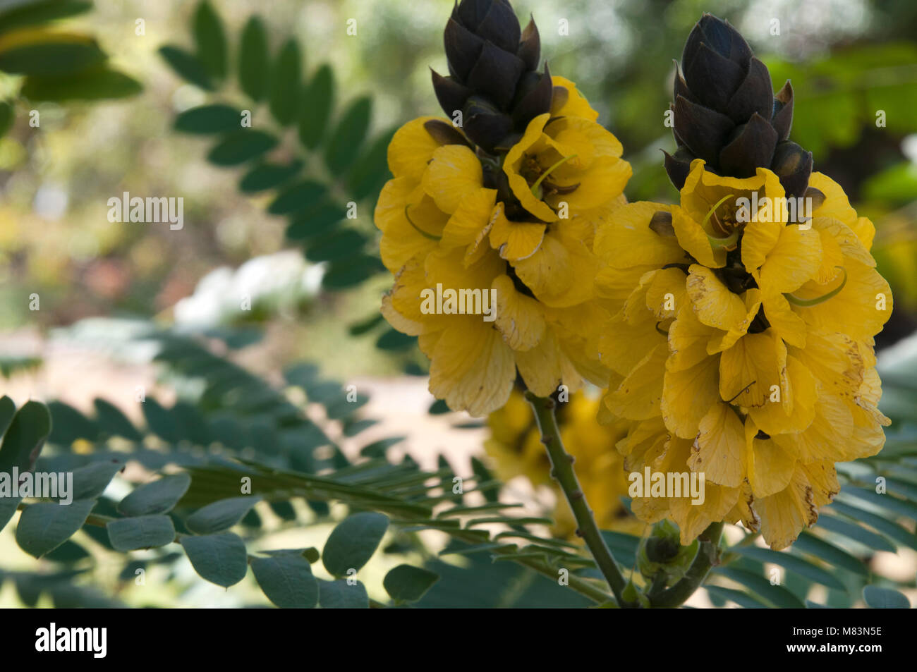 African senna hi-res stock photography and images - Alamy