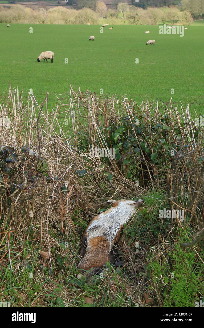 Dead fox with flock of sheep graze in background on a farmland in East ...