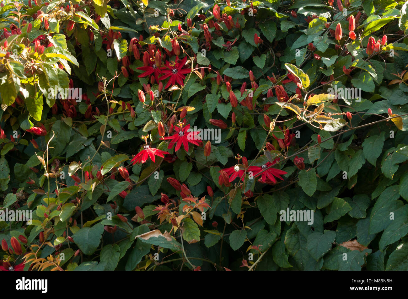 Rainforest passion flower hi-res stock photography and images - Alamy