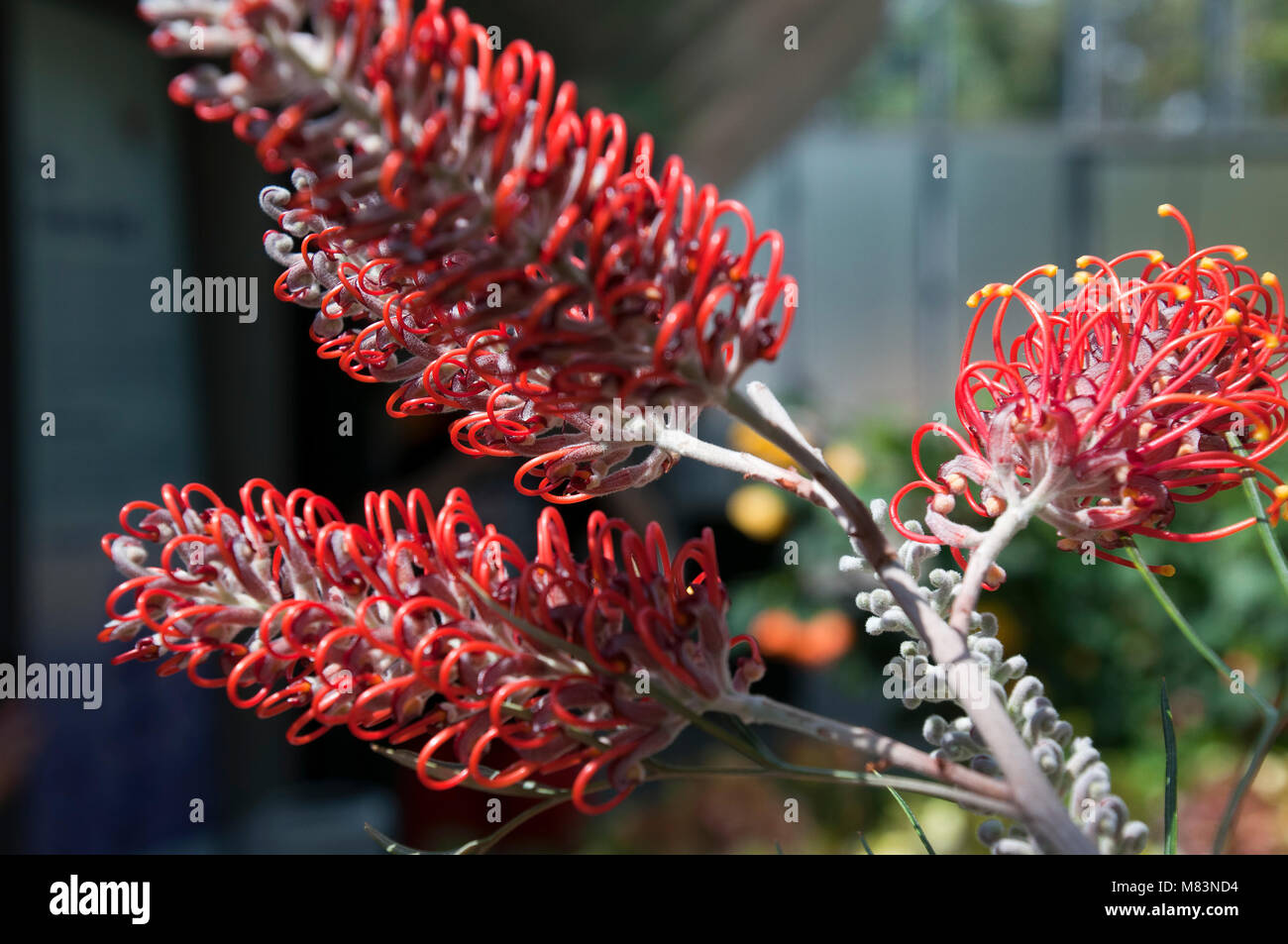 Sydney Australia, native orange Grevillea flower Stock Photo - Alamy