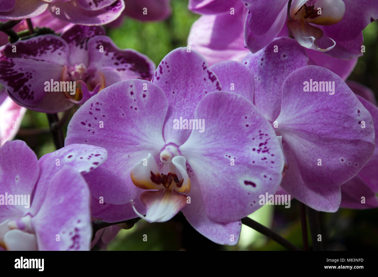 Sydney Australia, mauve moth orchid flowers Stock Photo - Alamy
