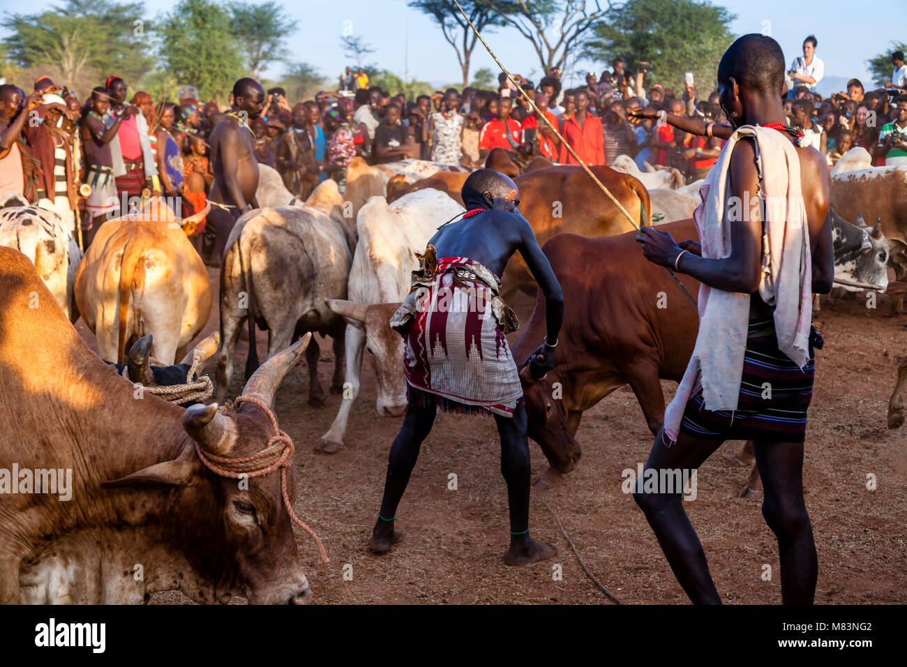 Hamar Tribesmen Preparing Cows For A ‘Coming Of Age’ Bull Jumping ...