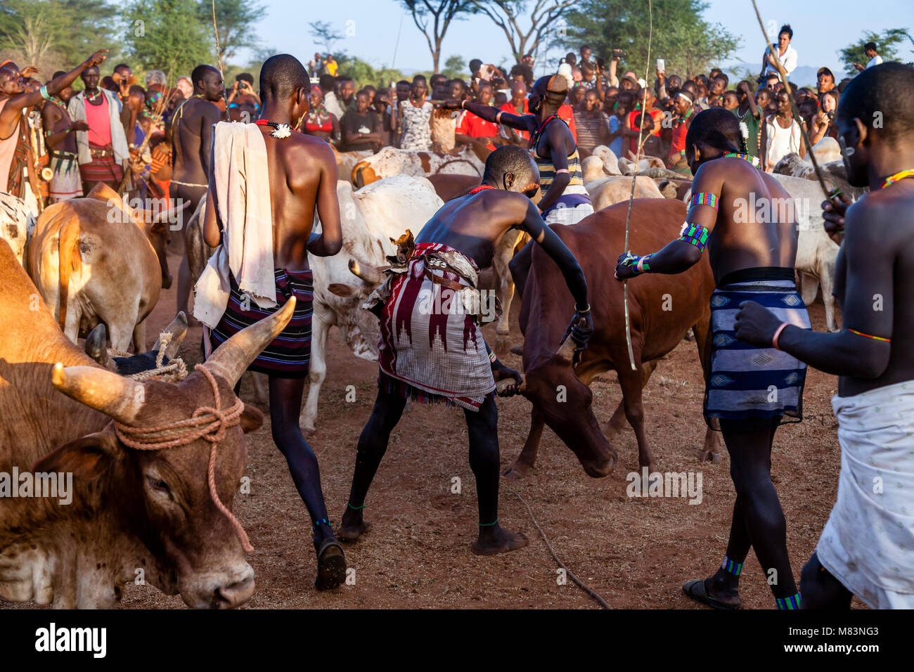 Hamar Tribesmen Preparing Cows For A ‘Coming Of Age’ Bull Jumping ...