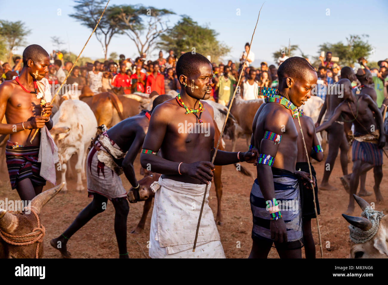 Hamar Tribesmen Preparing Cows For A ‘Coming Of Age’ Bull Jumping ...