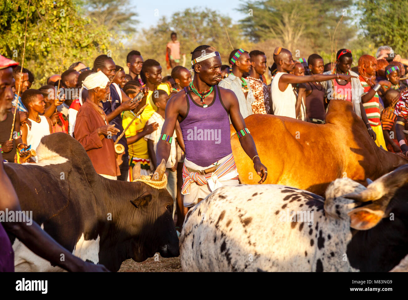 Ethiopian cows High Resolution Stock Photography and Images - Alamy