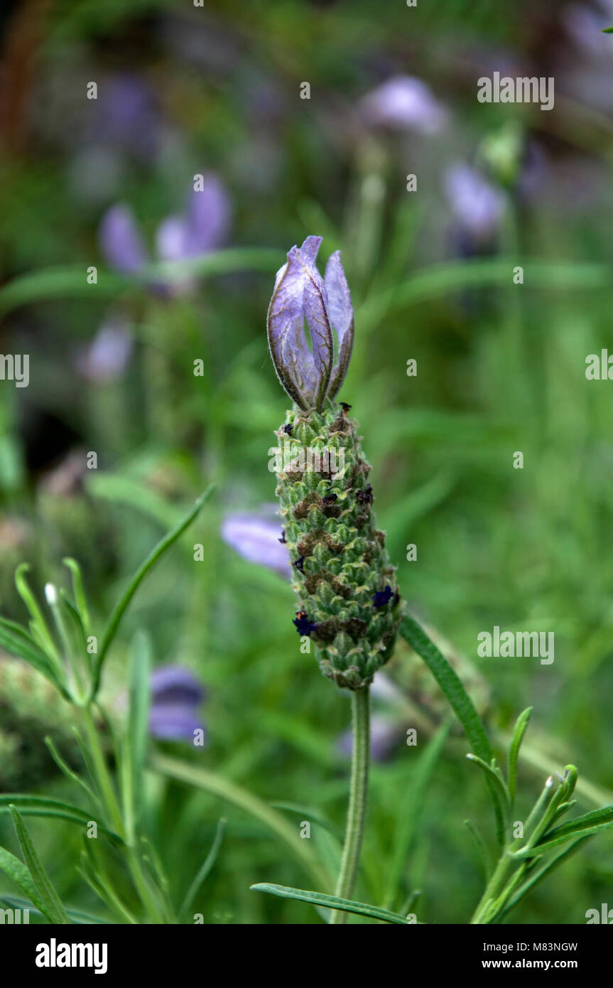 Sydney Australia, Spanish lavender flower spike Stock Photo - Alamy
