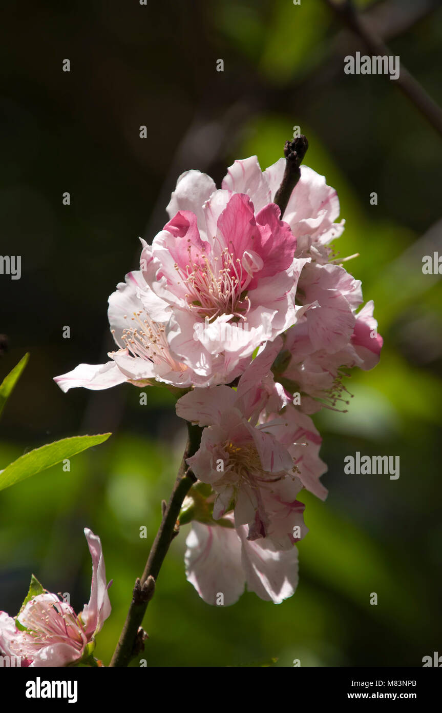 Sydney Australia, twig of cherry blossoms Stock Photo - Alamy