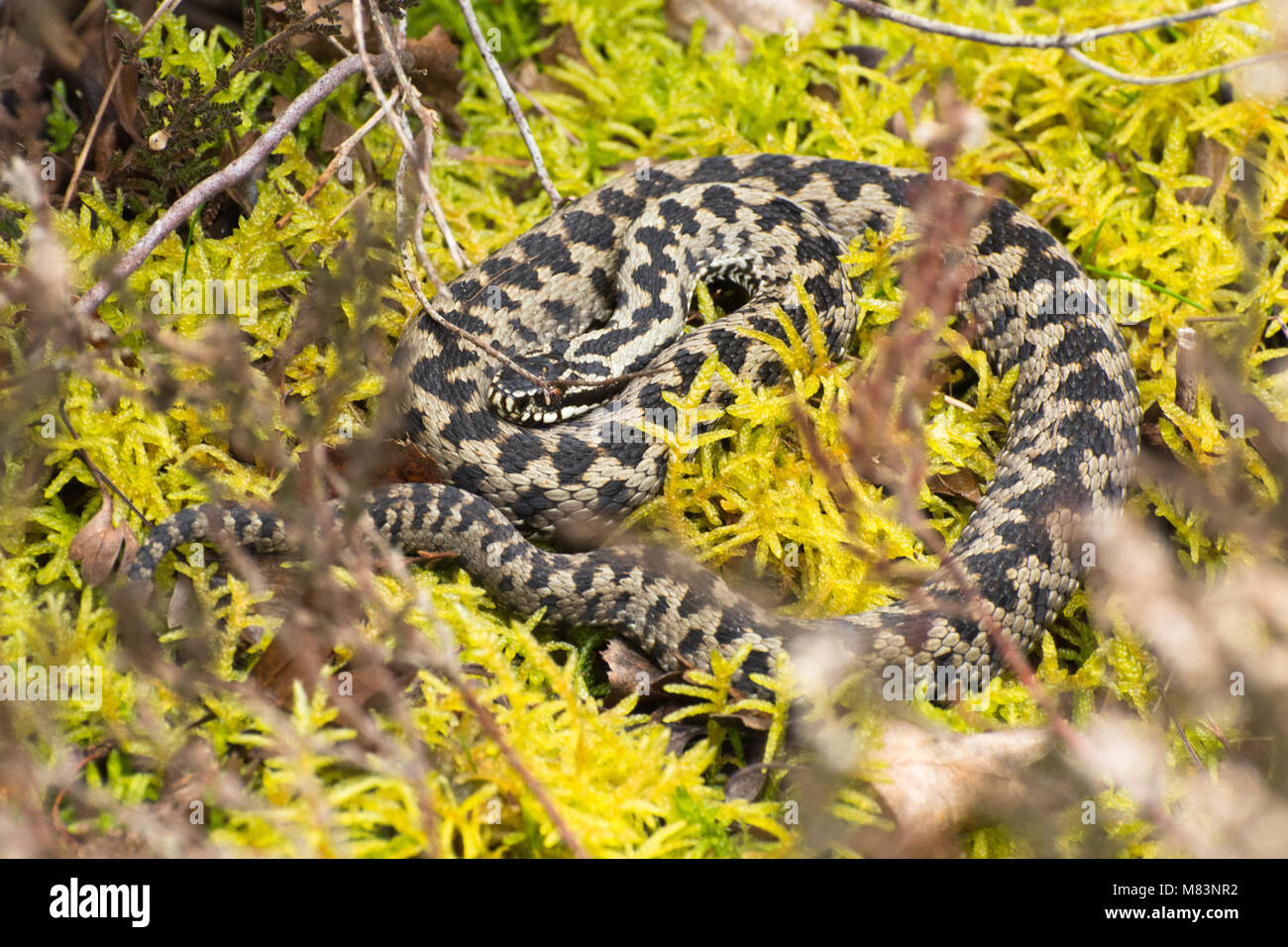 English adder hi-res stock photography and images - Alamy